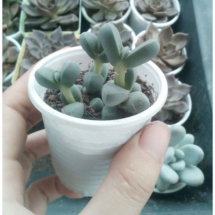 Top 10 các loại sen đá hiếm và ý nghĩa của nó - Blog Trang Trí